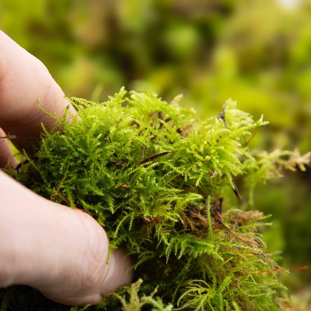 Sheet Moss • Carpet Moss • Tamarisk Moss Thuidium Tamariscinum Fern ...