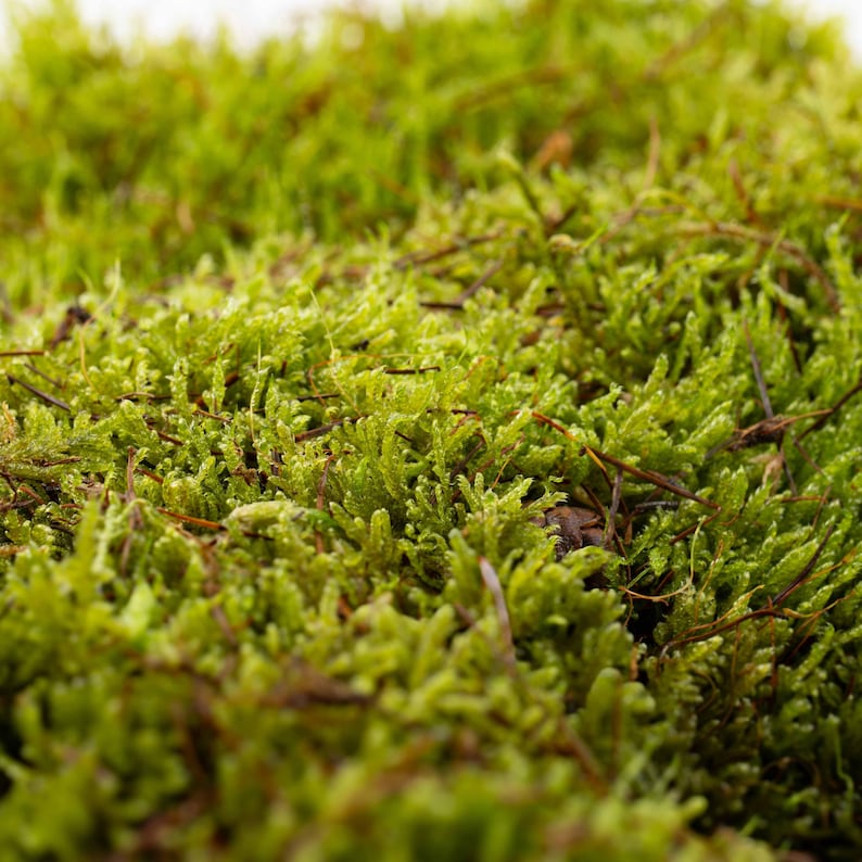 Carpet Moss • Hypnales Moss • Sheet Moss Hypnum Cupressiforme Mosses ...