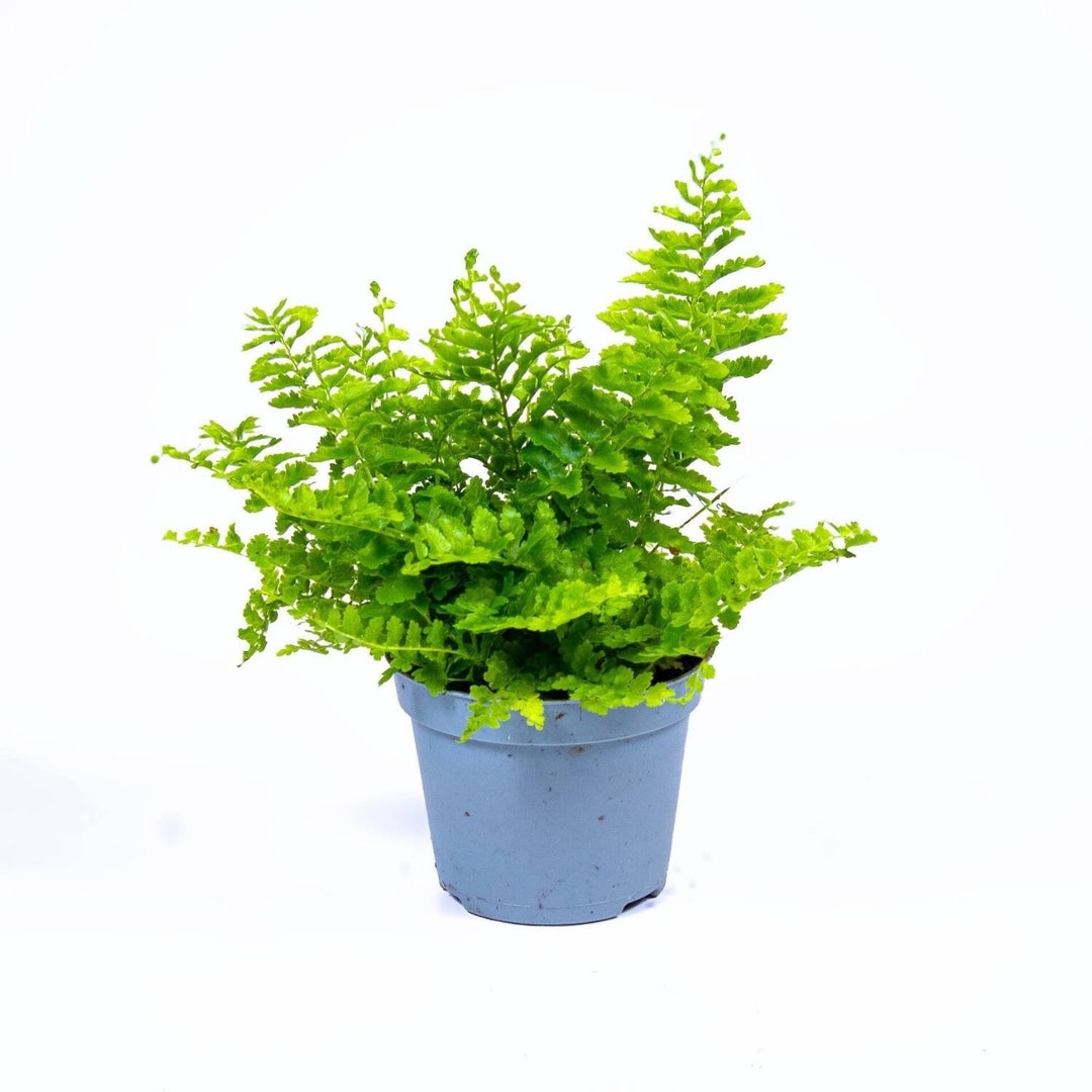 Nephrolepis Exaltata 6cm | Boston Fern | Terrarium Plant - Etsy UK