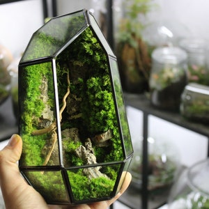 Geometric Terrarium Prism Desktop Mossarium Centrepiece - Etsy