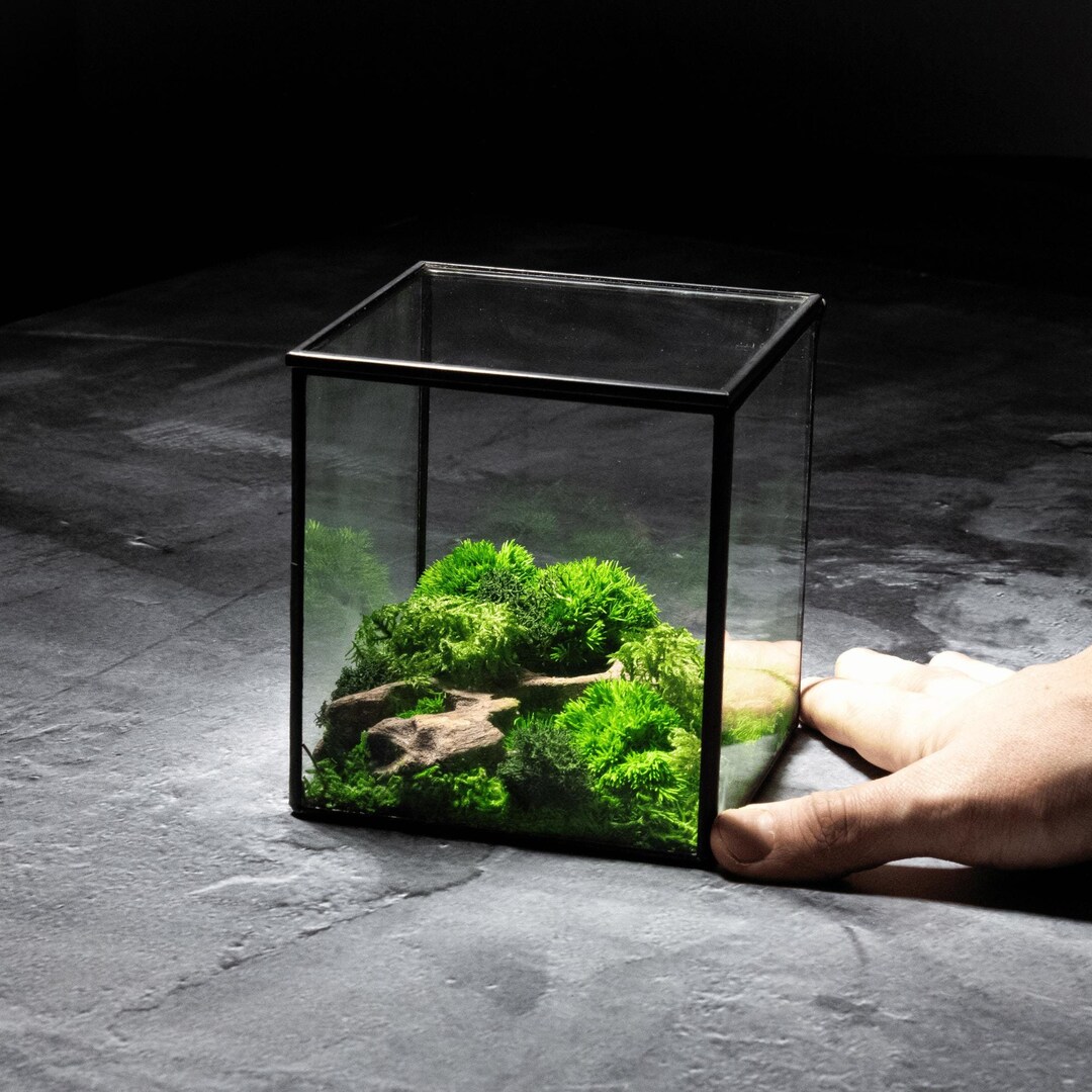 Moss Cube Terrarium Premade | A Ready-assembled Geometric Green ...