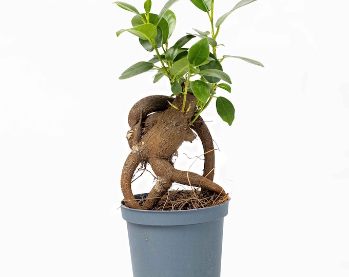 Ficus Ginseng Microcarpa Ficus Bonsai 6/7cm | Tropical Potted ...