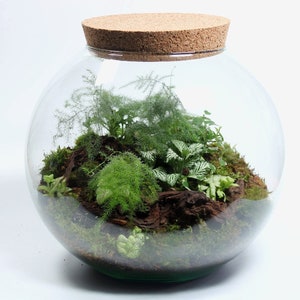 Large Globe Terrarium Glass Container 25cm | Closed Terrariums Jar With ...