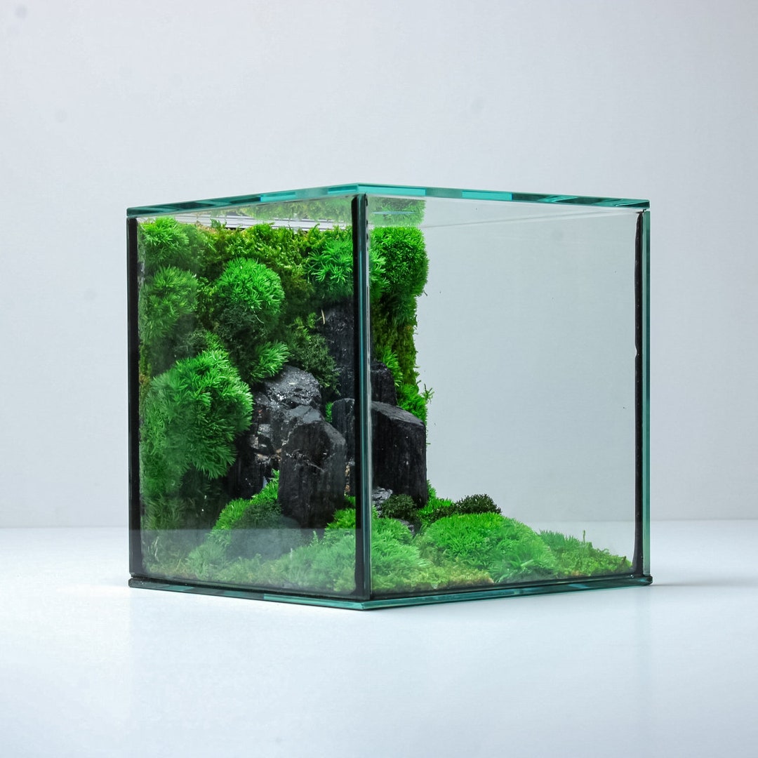Cube Terrarium Preserved Zero-maintenance Mossarium Centrepiece Moss ...
