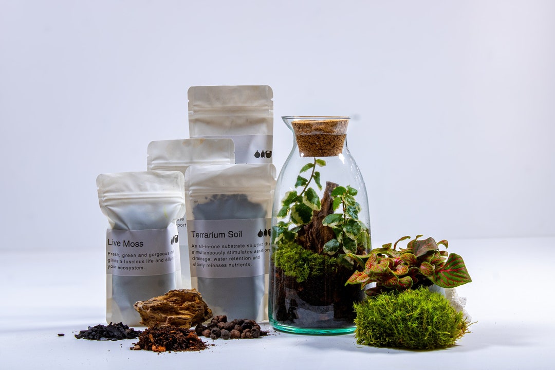 Terrarium Kit - Bottle Jar | Simple DIY Craft Kit | Glass and Live ...