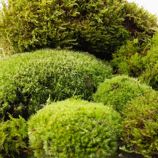 Live Moss - Etsy UK