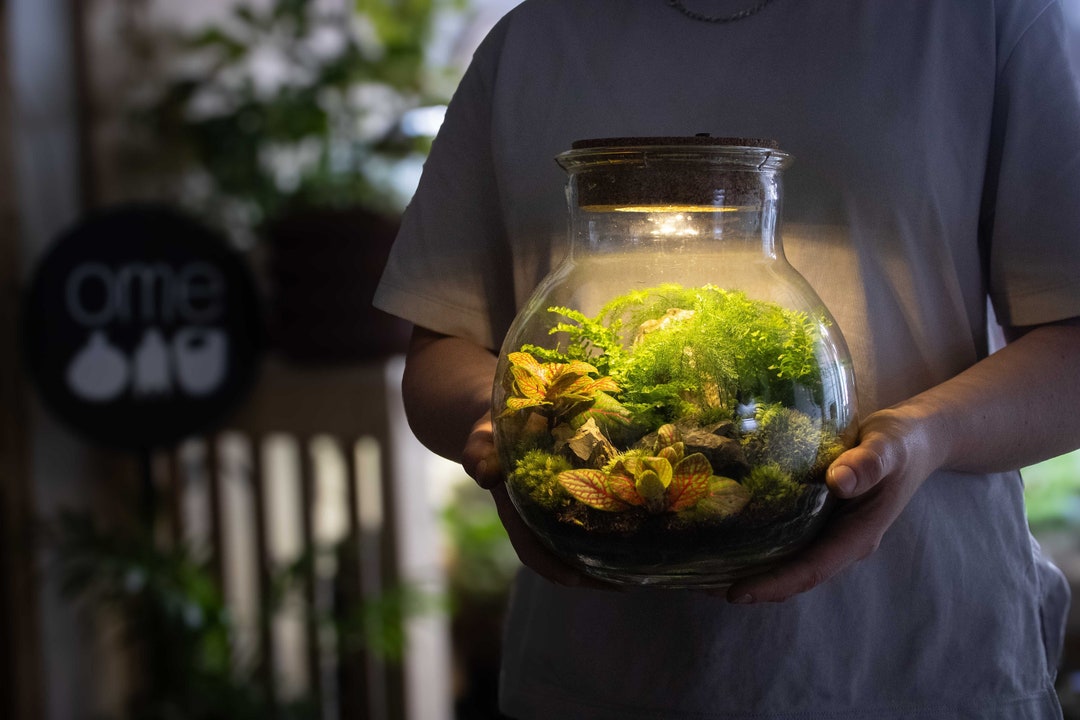 DIY Light-up Terrarium Kit With LED Light, Everything Included Beginner ...