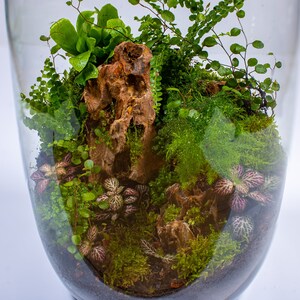 XL DIY Terrarium Kit - Tall | Ecosphere Jarrarium Kit | Make Your Own ...