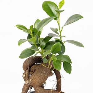 Ficus Ginseng Microcarpa Ficus Bonsai 6/7cm | Tropical Potted ...