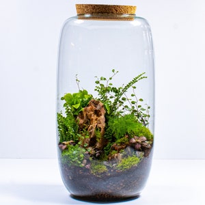 XL DIY Terrarium Kit - Tall | Ecosphere Jarrarium Kit | Make Your Own ...