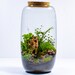XL DIY Terrarium Kit - Tall | Ecosphere Jarrarium Kit | Make Your Own ...