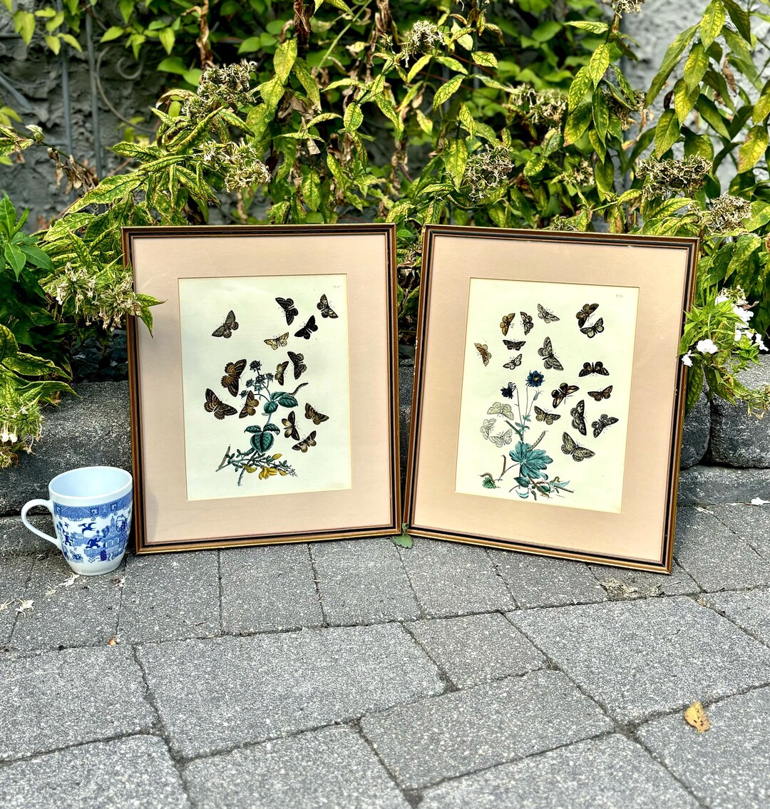 Vintage "british Moths & Butterflies" Framed Print PAIR by H.N ...