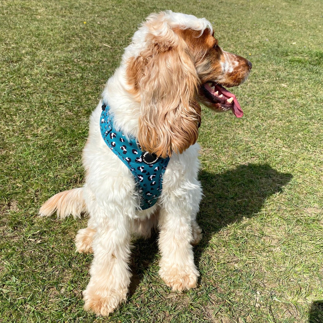 Dog Harness and Leash Set, Cute Leopard Accessories, Birthday Gift for ...