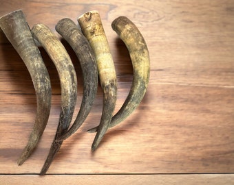 Raw Cow Horns - Etsy