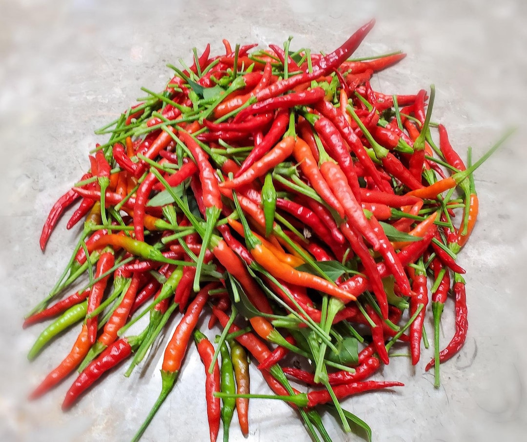 Thai Chilli Dragon 100% Orgánico HEIRLOOM - Etsy España