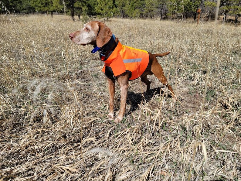 Vizsla GSP Field Vest Dog Safety Vest for Visibility & - Etsy