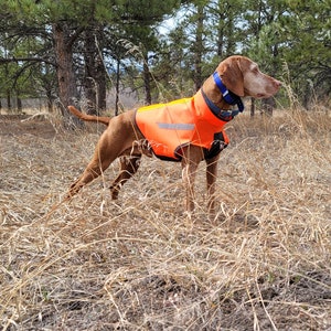 Vizsla GSP Field Vest, Dog Safety Vest for Visibility & Protection ...