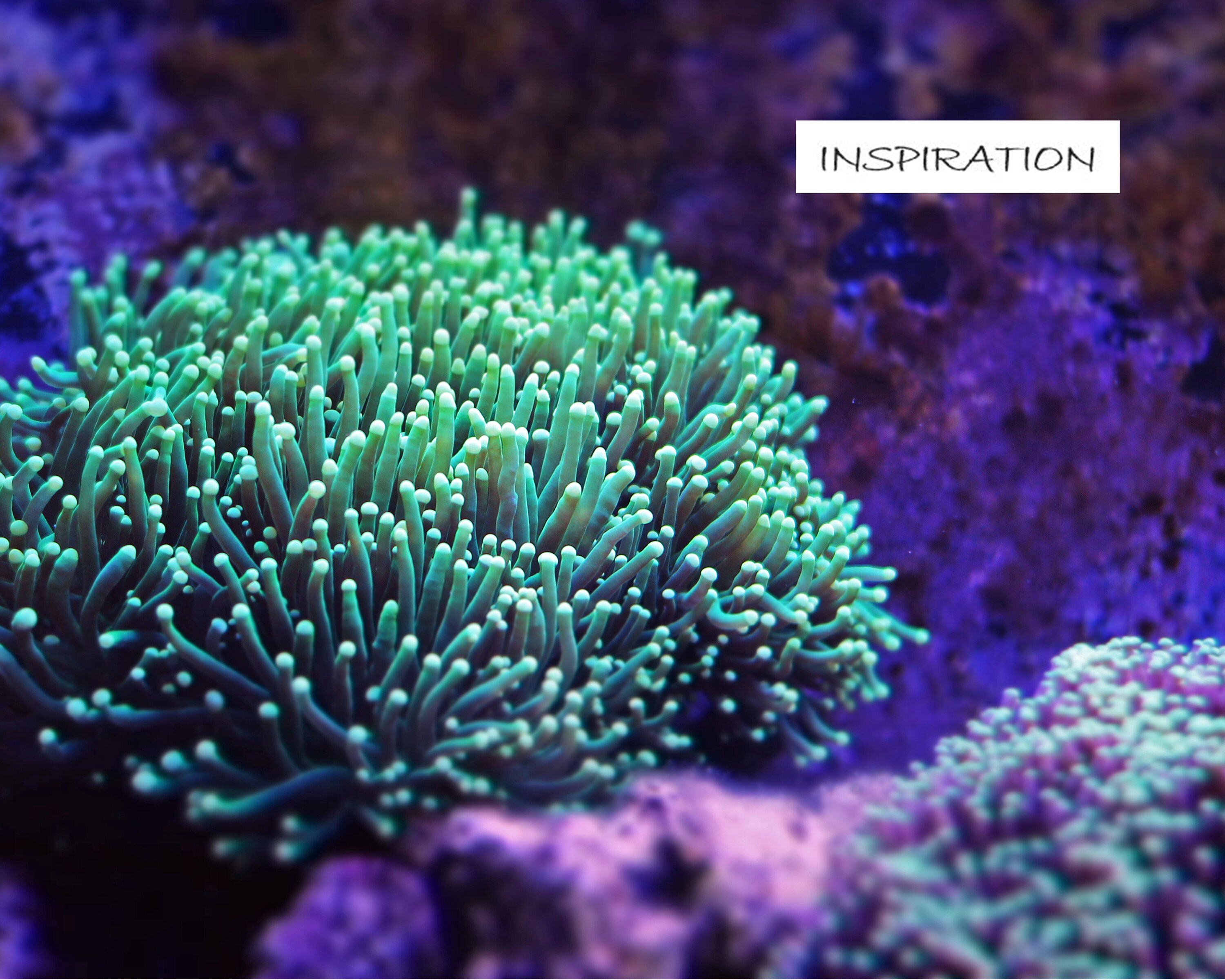 TORCH CORAL 27 Mini Purple Blue Turquoise 9 X 2 Yards 18 Yards TOTAL ...