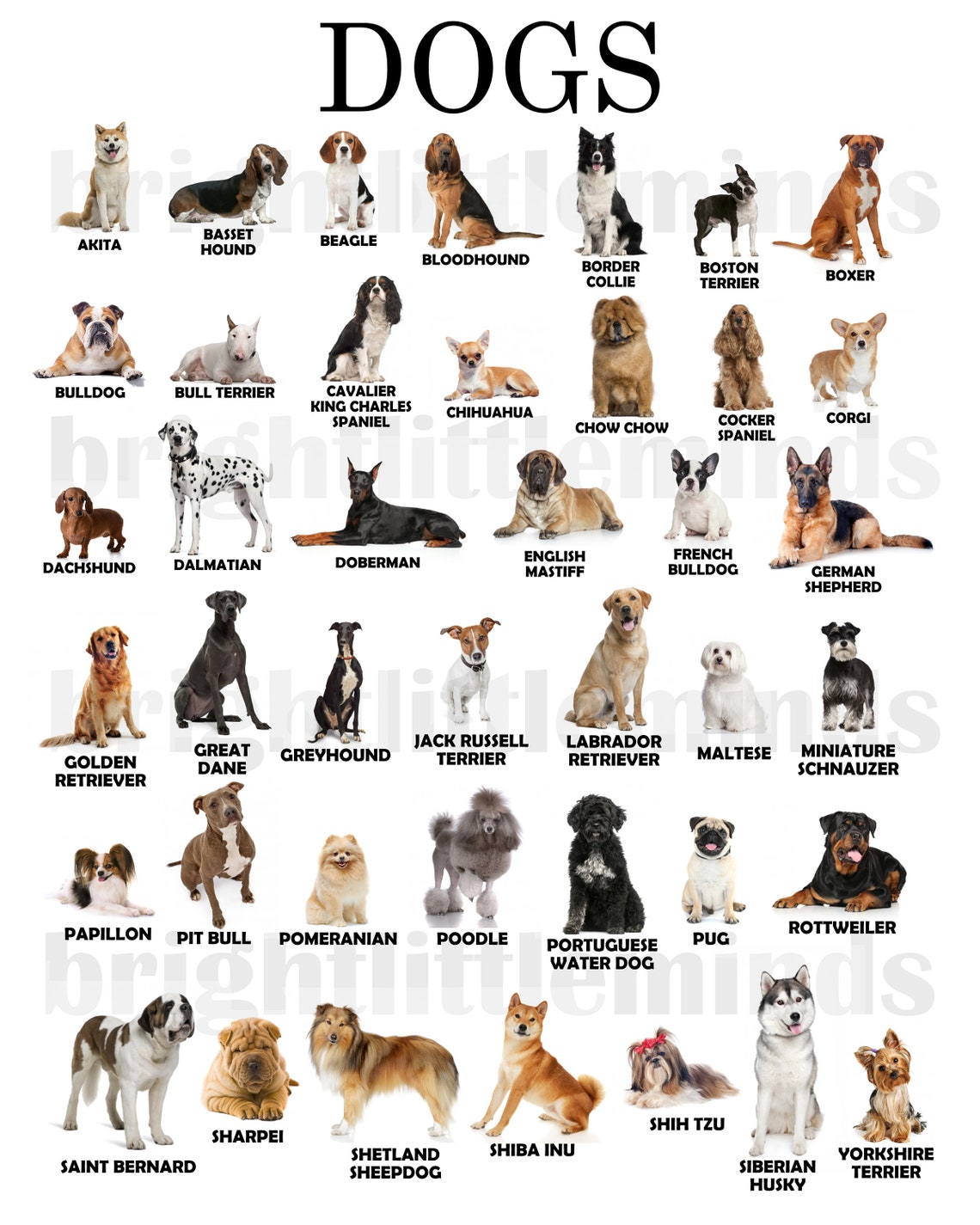 Print | Dogs Poster Using Actual Examples | Montessori - Etsy