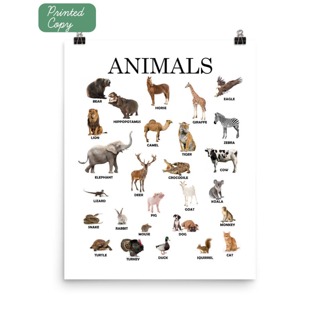 Print | Animals Poster Using Actual Examples | Montessori - Etsy