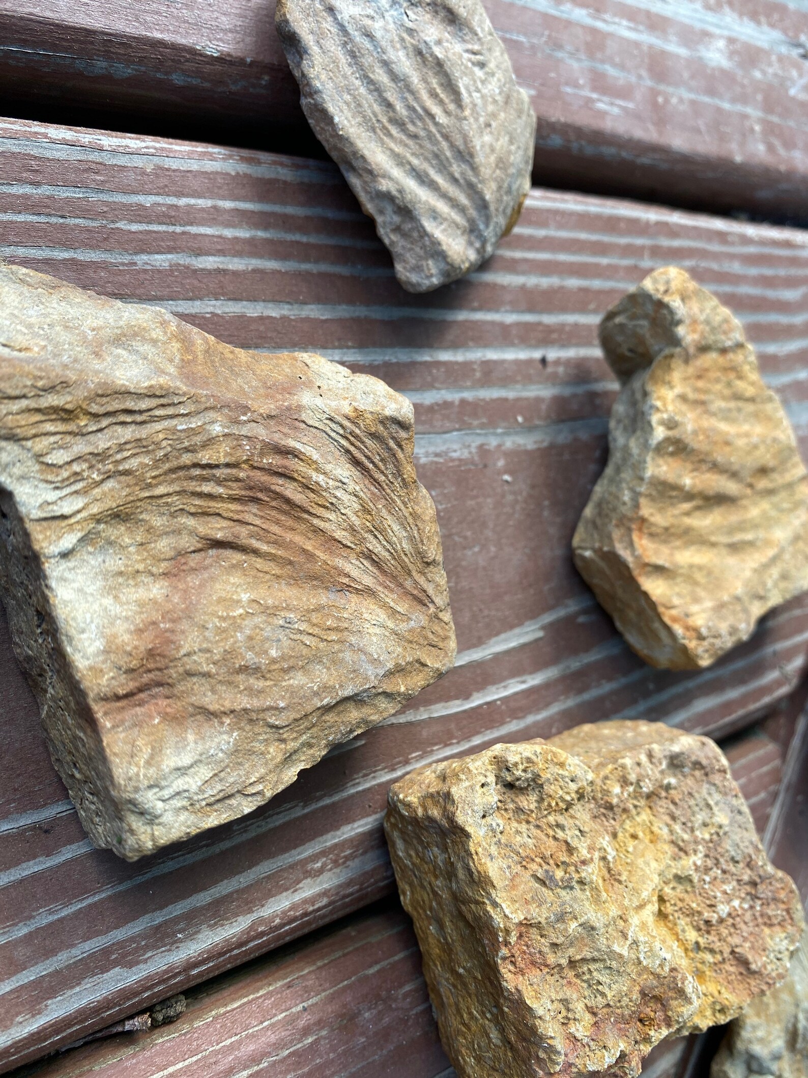 Ohio Fossils Etsy