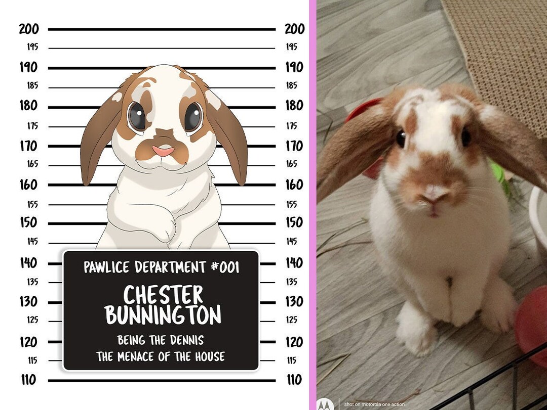 Personalised Rabbit Portrait Rabbit Lover Gift Custom Pet Portrait ...