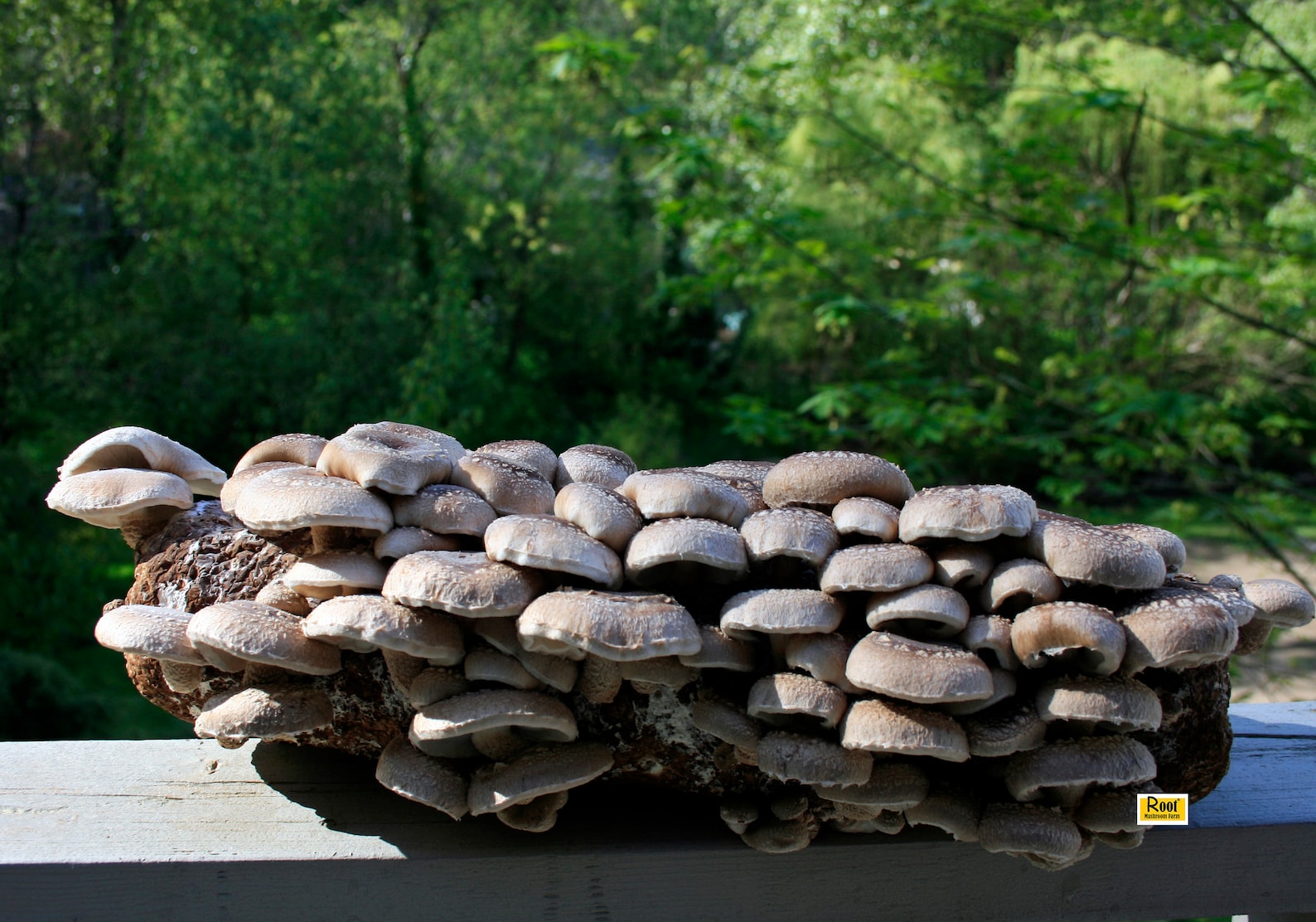 Shiitake Mushroom Growing Kit--free Shipping - Etsy