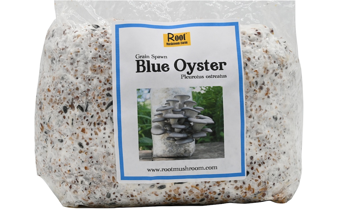 Blue Oyster Grain Spawn, 5.5lbs Block - Etsy