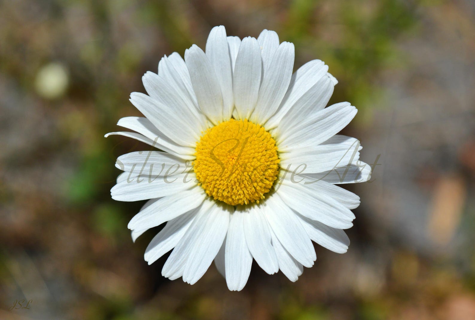 Daisy Delite, Flowers, Flower Photography, Floral, Summer, Spring, Wall ...