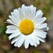 Daisy Delite, Flowers, Flower Photography, Floral, Summer, Spring, Wall ...