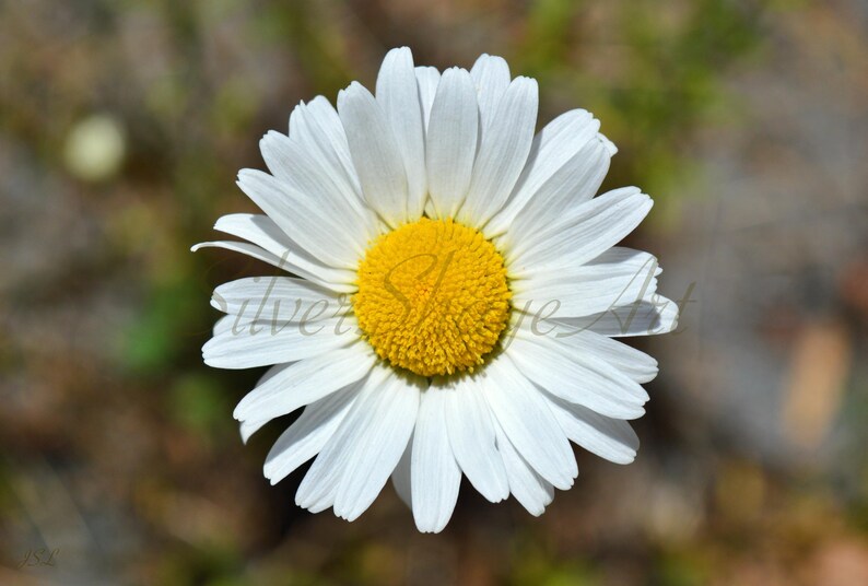 Daisy Delite, Flowers, Flower Photography, Floral, Summer, Spring, Wall ...