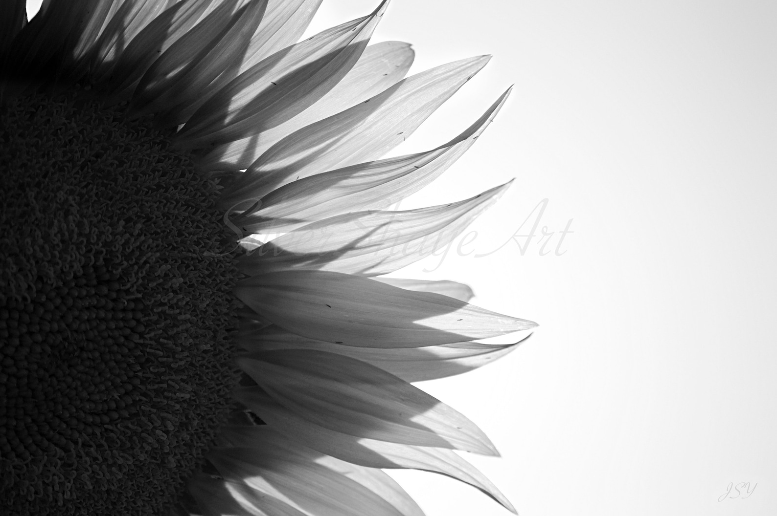 Elegance, Sunflower, Monochrome, Sunflower Photography, Black and White ...