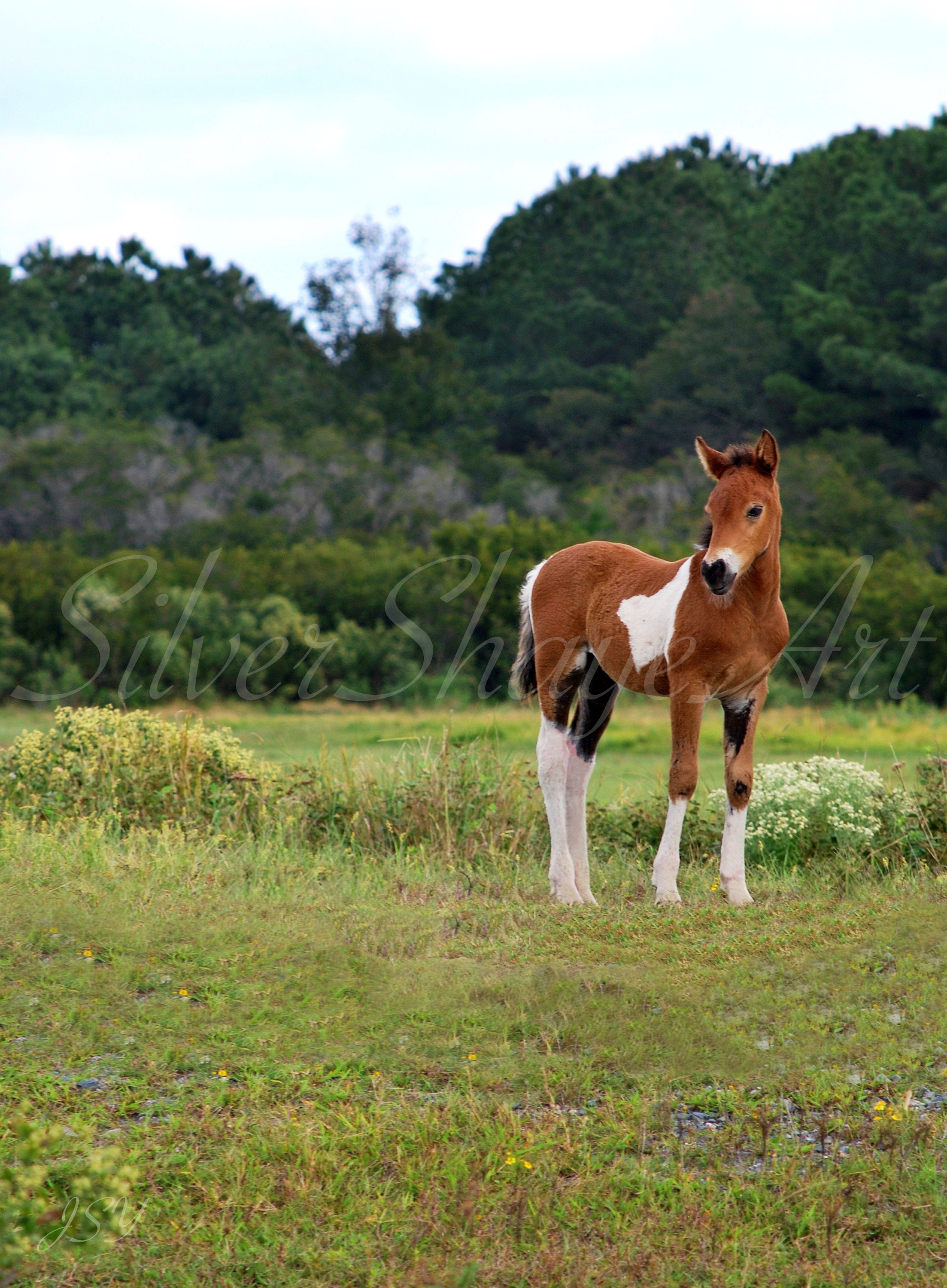 Poulain, cheval sauvage, photographie équine, cheval, bébé animal ...