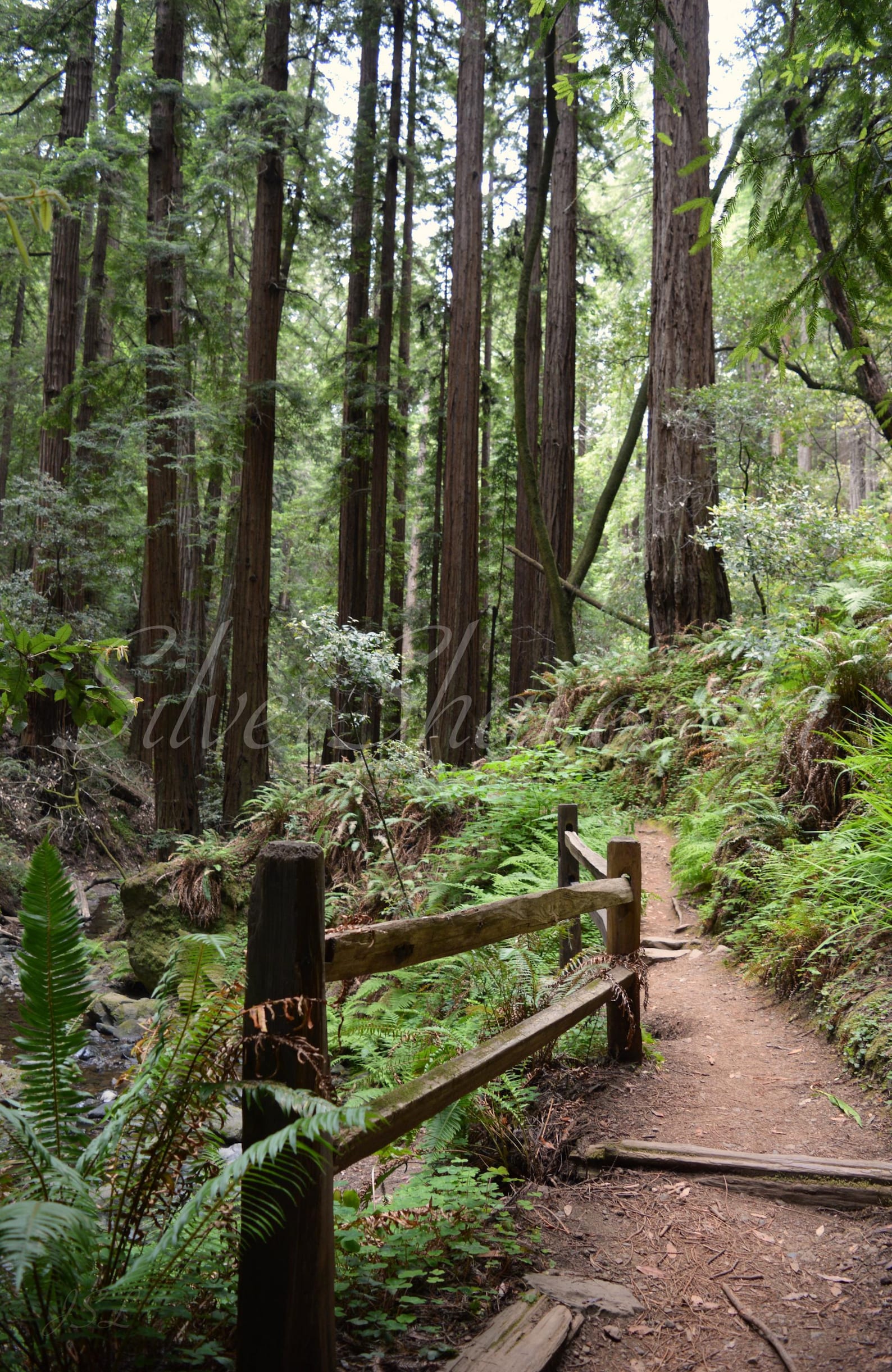 Redwood Journey, Forest, Trail, Walk, Nature, Redwoods, Redwood Forest ...