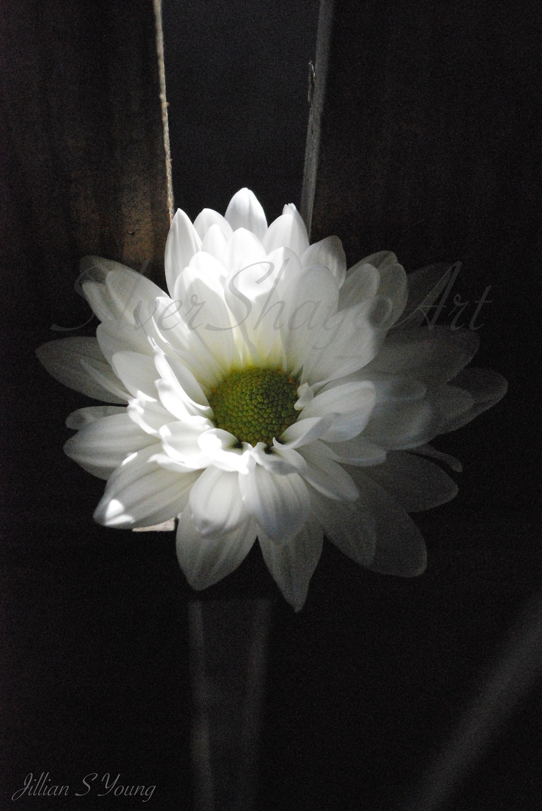 Hope, White Flower, Dark, Light, Flower Photography, White - Etsy