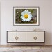 Daisy Delite, Flowers, Flower Photography, Floral, Summer, Spring, Wall ...