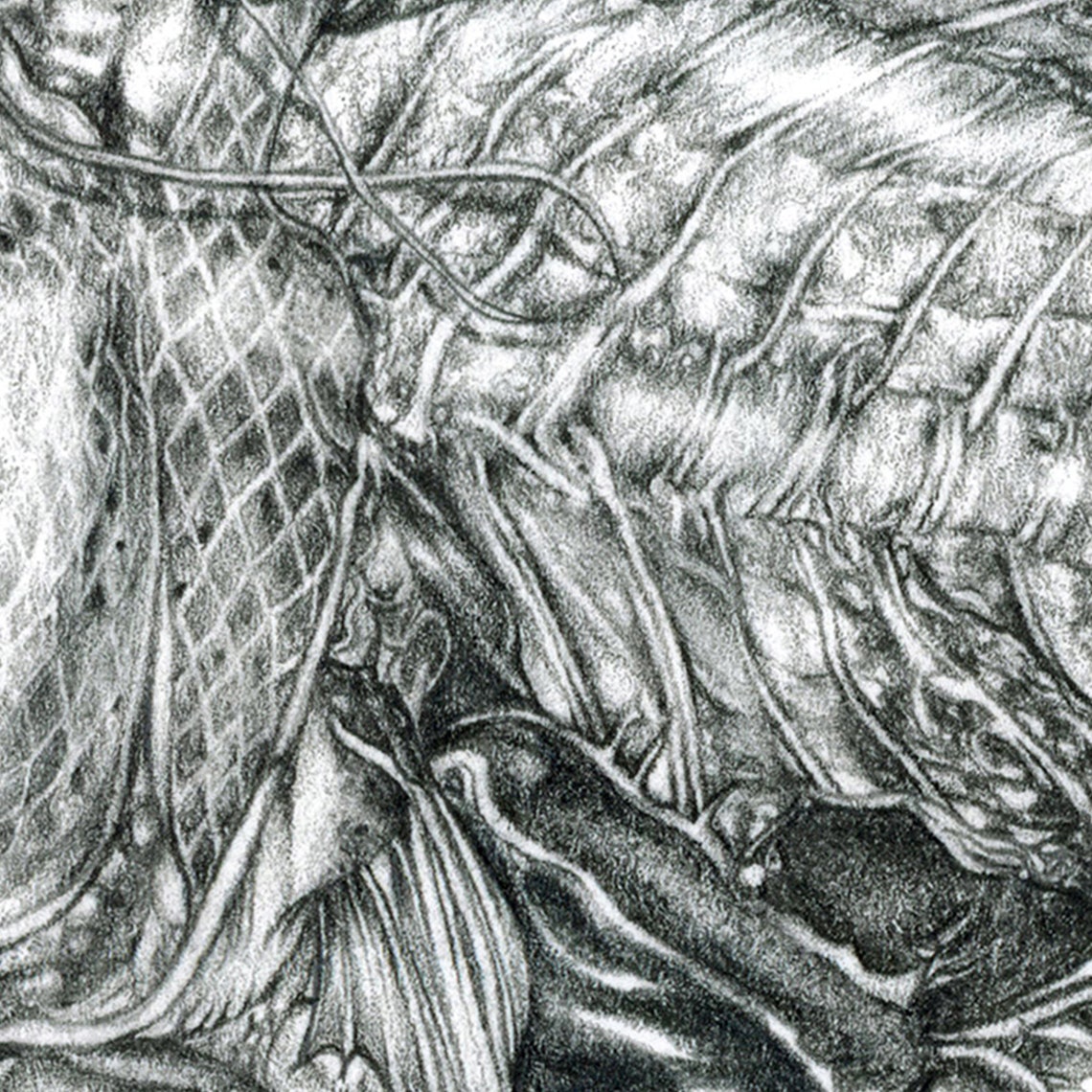 HANGING FISH Black and White Pencil Drawing Print Modern - Etsy