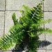 Gorgeous Large Macho Fern 6", Nephrolepis Biserrata, Giant Sword Fern ...