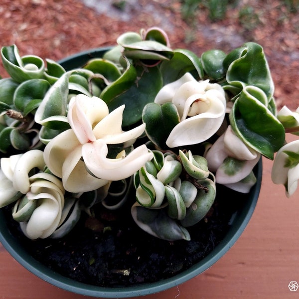 Variegated Hindu Rope Hoya - Etsy