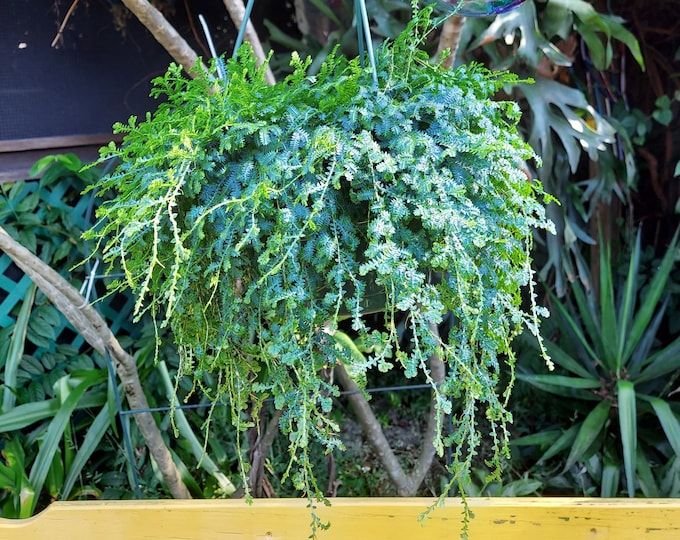 Peacock Fern, Rainbow Fern, 8" Hanging Basket, Selaginella Uncinata ...