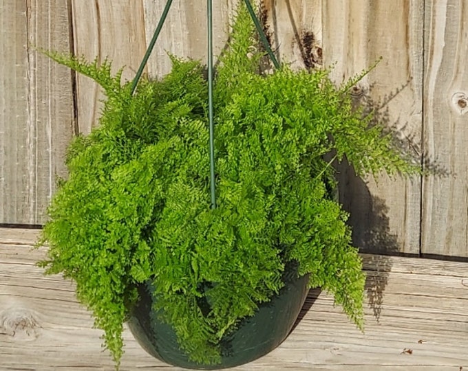 Beautiful and Rare cotton Candy Fern 8 | Etsy