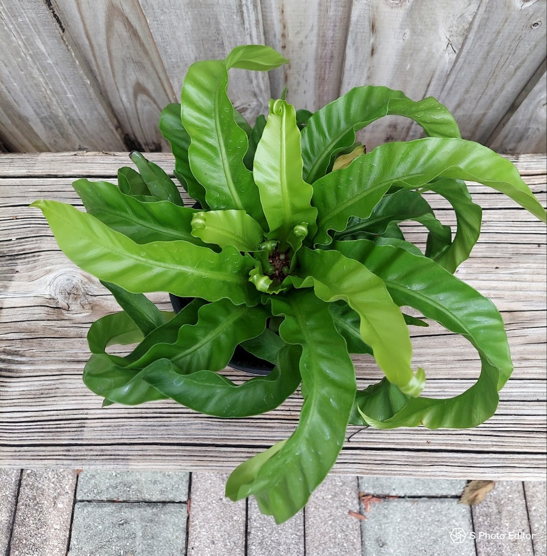 Hurricane Bird Nest Fern! Unique New Variety, 6" Live Houseplant ...