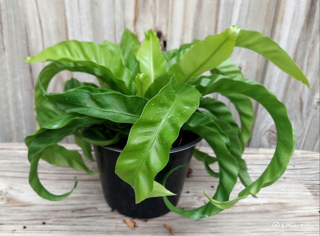 Hurricane Bird Nest Fern! Unique New Variety, 6" Live Houseplant ...