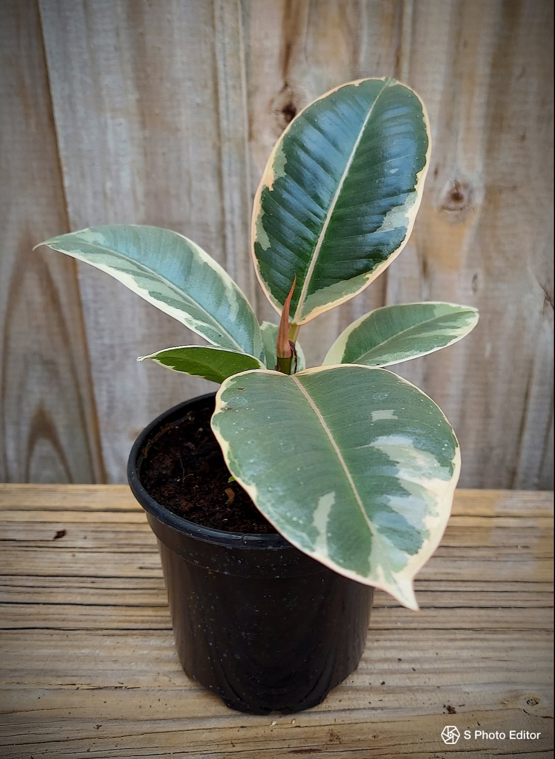 Variegated Rubber Tree Plant Tineke 4 container Live | Etsy