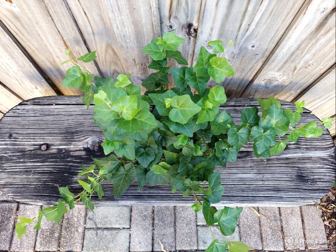 Eye Catching English Ivy 6", Hedera Helix, Common Ivy, Live Plant, Air ...