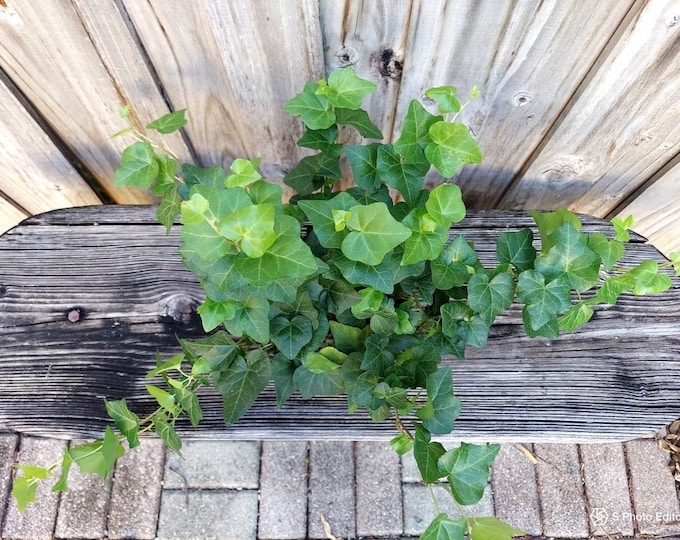 Eye Catching English Ivy 6, Hedera Helix, Common Ivy, Live Plant, Air ...