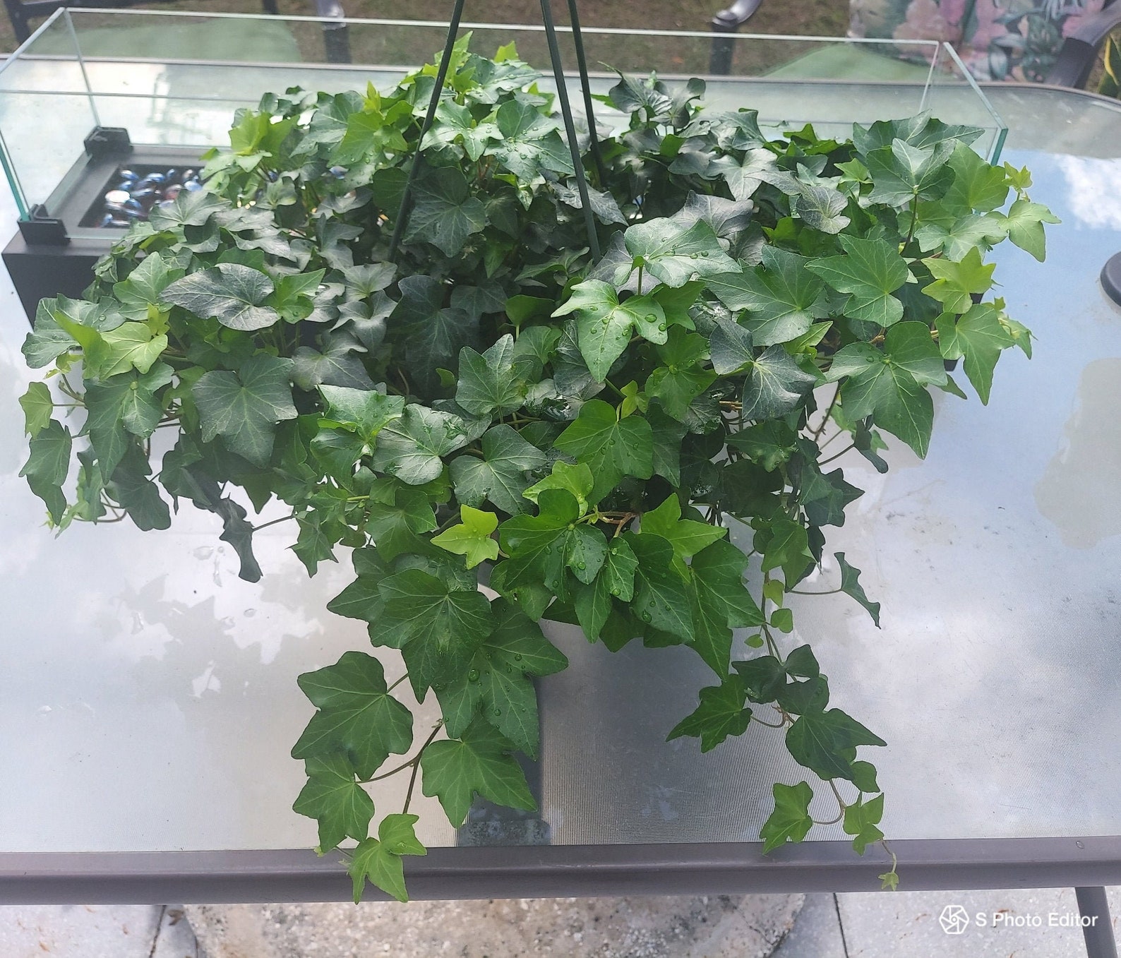 Absolutely Stunning English Ivy 8 Hanging Basket - Etsy