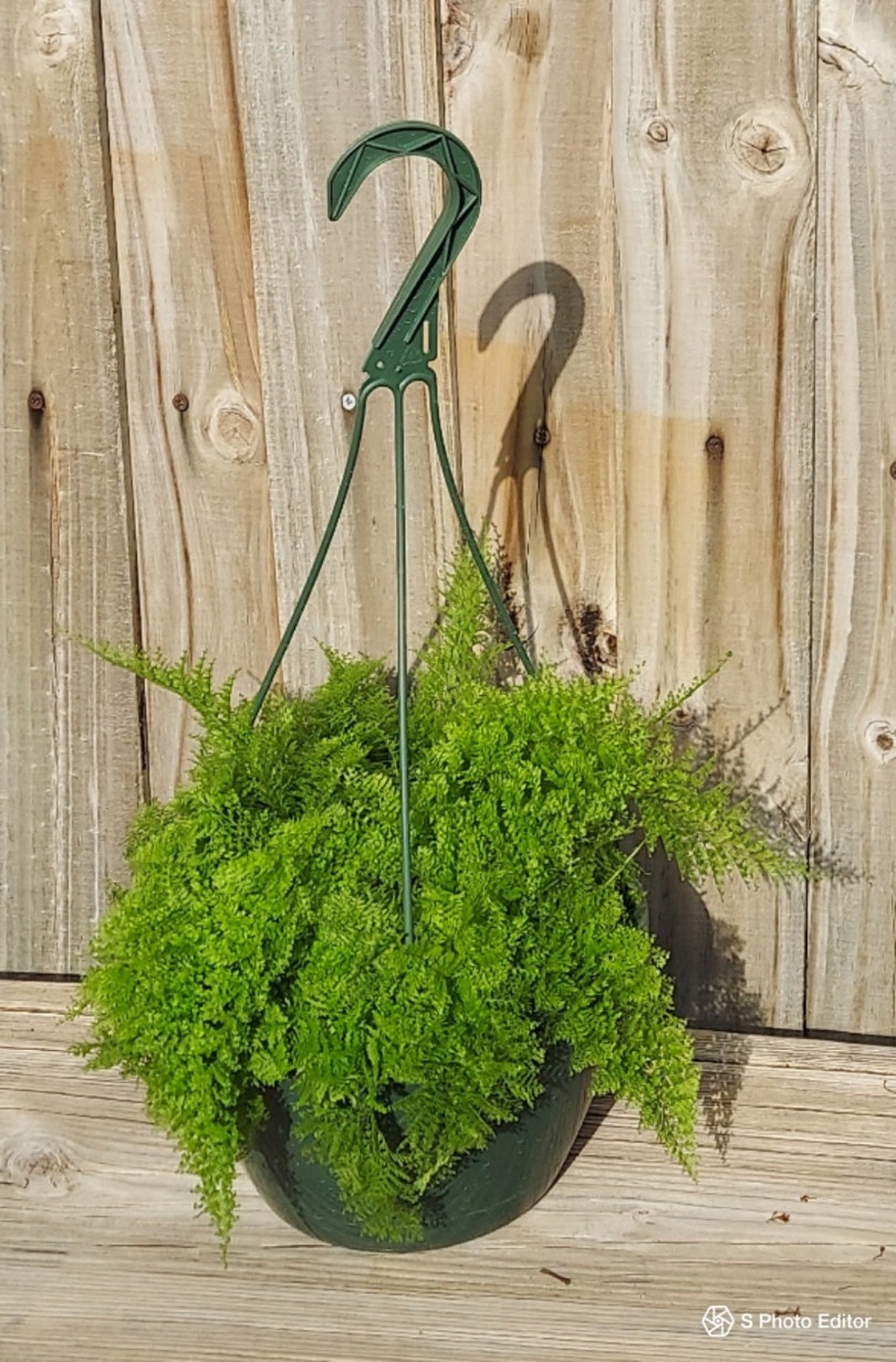 Beautiful and Rare cotton Candy Fern 8 - Etsy