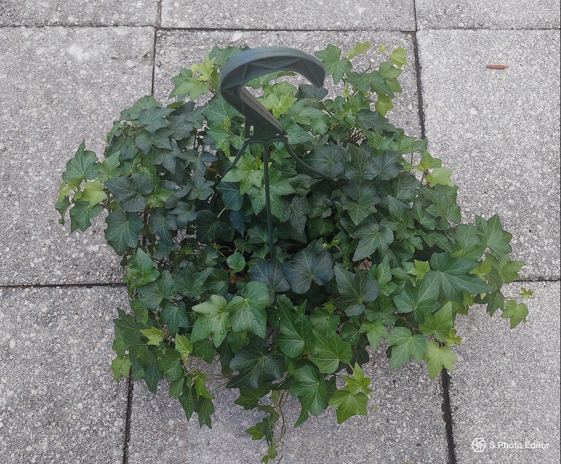 Absolutely Stunning English Ivy 8 Hanging Basket | Etsy