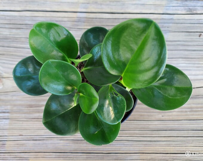 Peperomia Green Obtusfolia Baby Rubber Plant Pepperface Easy Care Plant ...